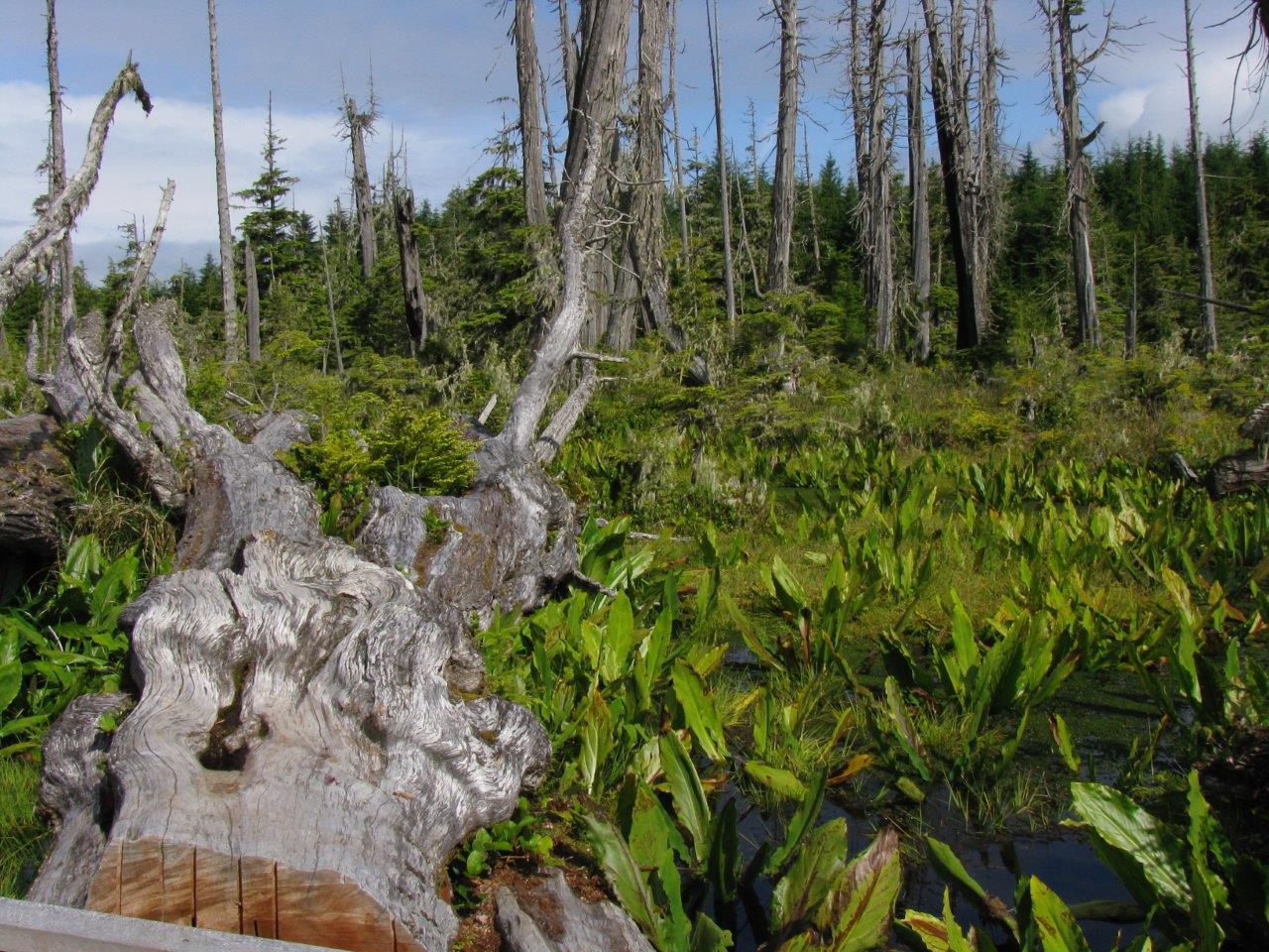 Alert Bay - Kurt Hutterli
